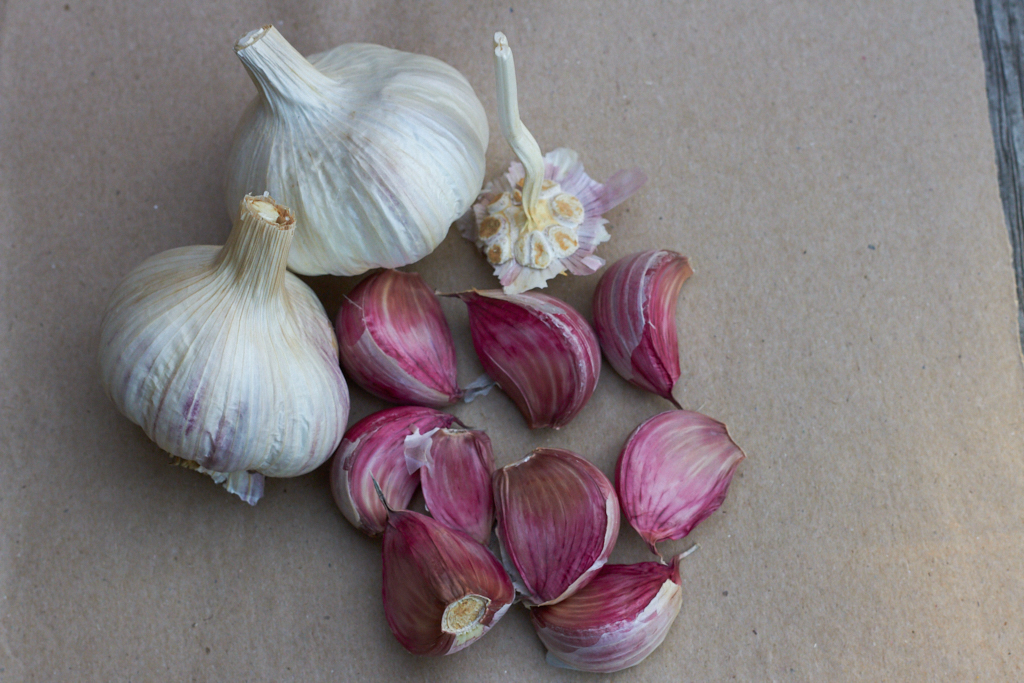 Tips for preserving garlic - ABC Organic Gardener Magazine
