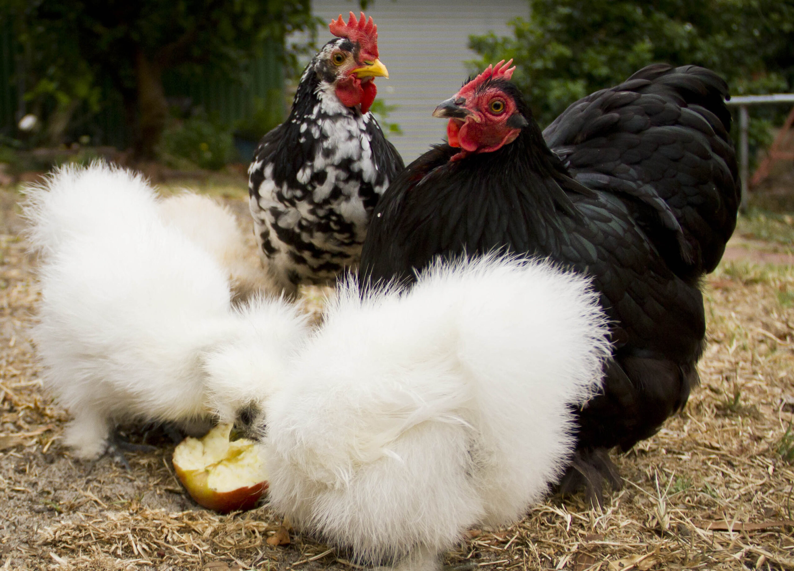 Keeping your chooks safe - ABC Organic Gardener Magazine