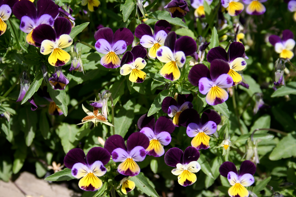Heartwarming heartsease - ABC Organic Gardener Magazine