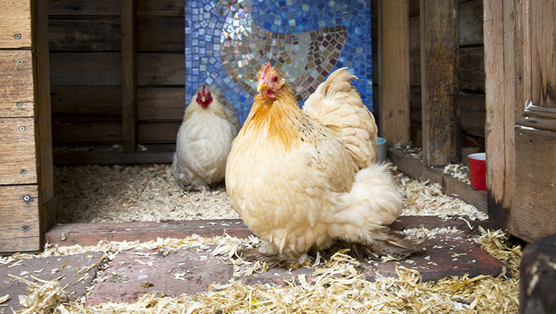Caring for chooks in winter - ABC Organic Gardener Magazine