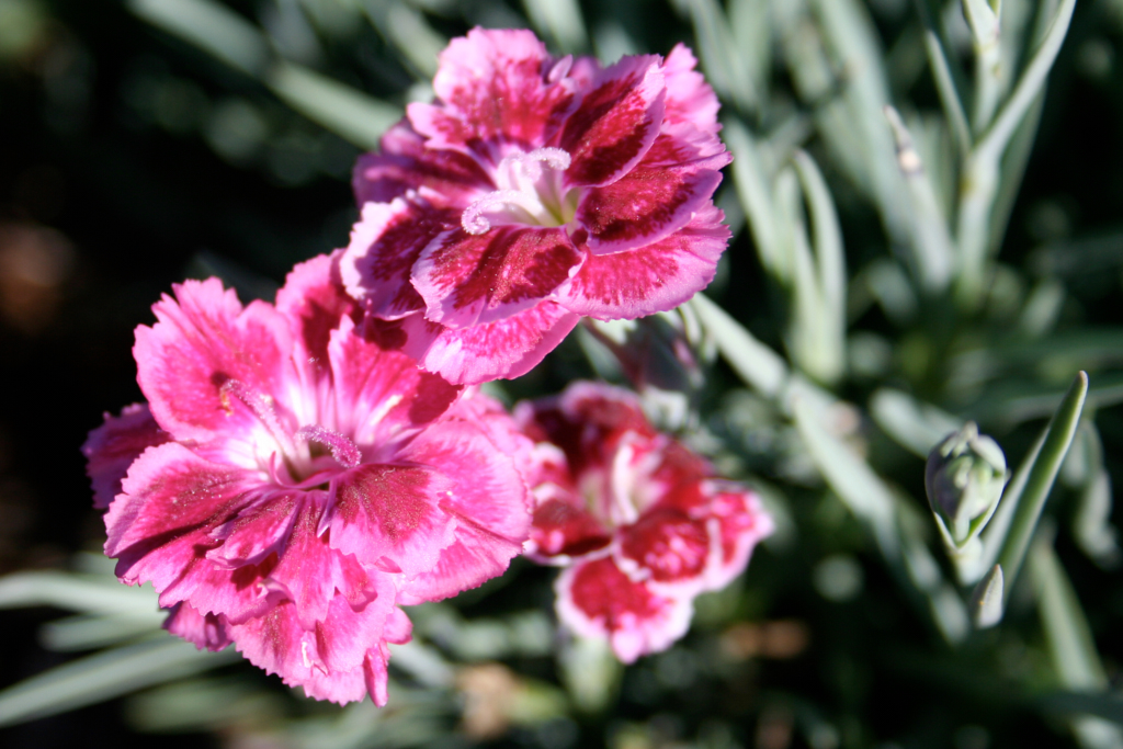 Gillyflowers, pinks, picotees - ABC Organic Gardener Magazine