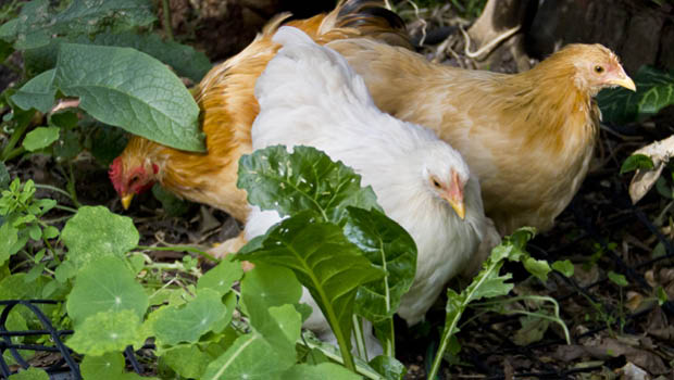 Can you feed your chooks on insects alone? - ABC Organic Gardener Magazine