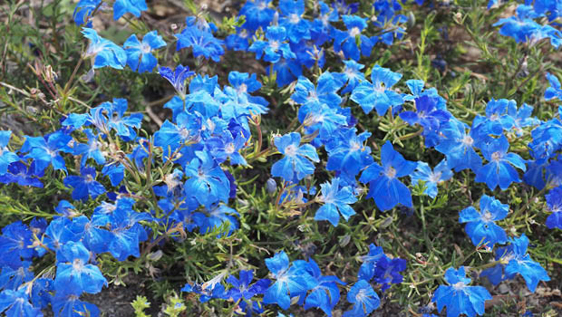 Blooming blue flowers! - ABC Organic Gardener Magazine