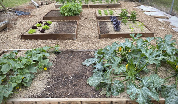 Build a bed for your vegies - ABC Organic Gardener Magazine