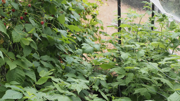 Pruning and training raspberries - ABC Organic Gardener Magazine
