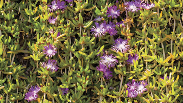 Edible succulents - ABC Organic Gardener Magazine