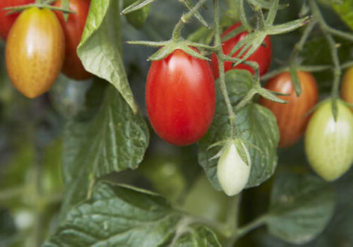 Tomatoes - ABC Organic Gardener Magazine