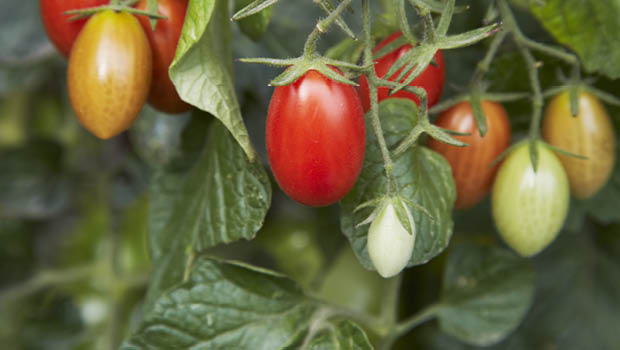 Growing heirloom tomatoes - ABC Organic Gardener Magazine