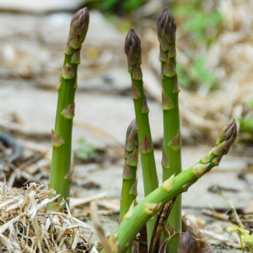 Asparagus - ABC Organic Gardener Magazine