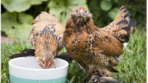 Feeding your chooks - ABC Organic Gardener Magazine