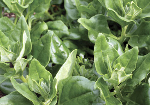 Spinach - ABC Organic Gardener Magazine