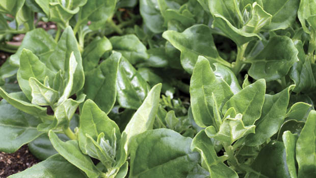 Spinach substitutes - ABC Organic Gardener Magazine