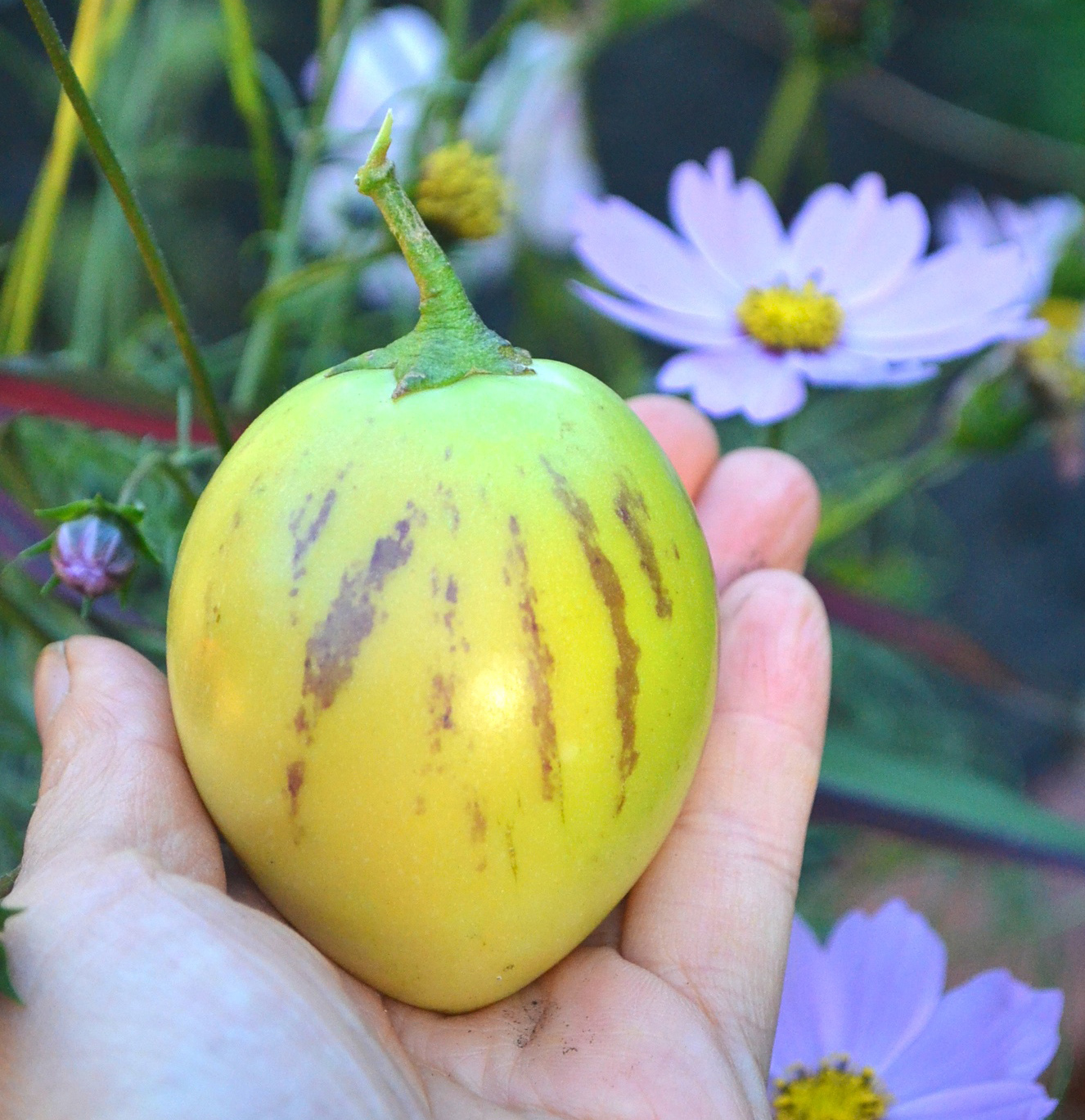Pepino: a year-round rockmelon - ABC Organic Gardener Magazine