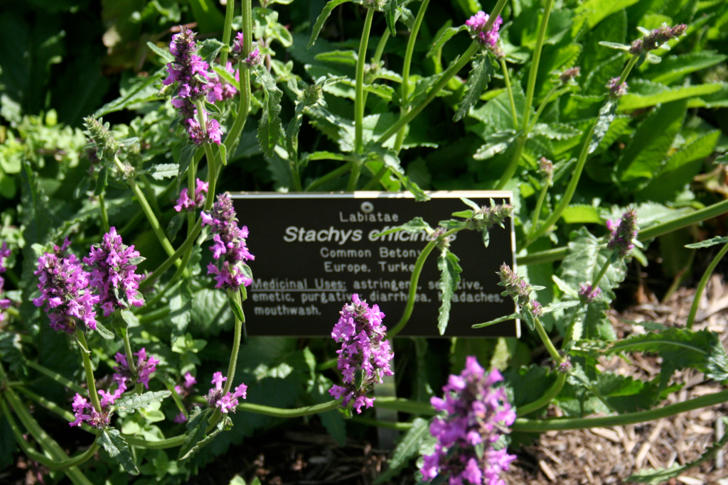 Betony - ABC Organic Gardener Magazine