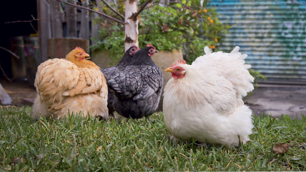 Chooks poo power - ABC Organic Gardener Magazine