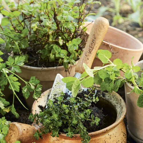 Growing in pots Archives - ABC Organic Gardener Magazine