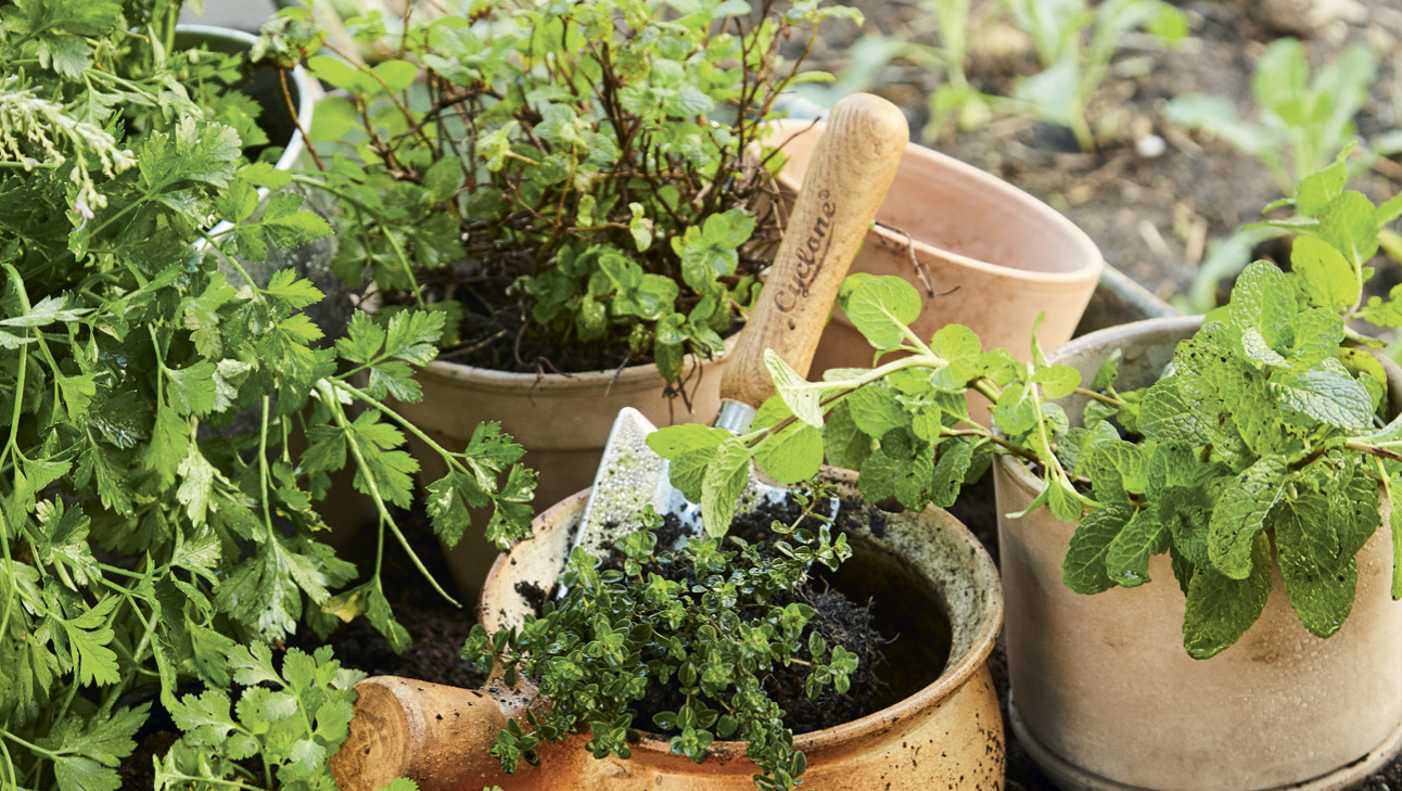 Top herbs for pots - ABC Organic Gardener Magazine