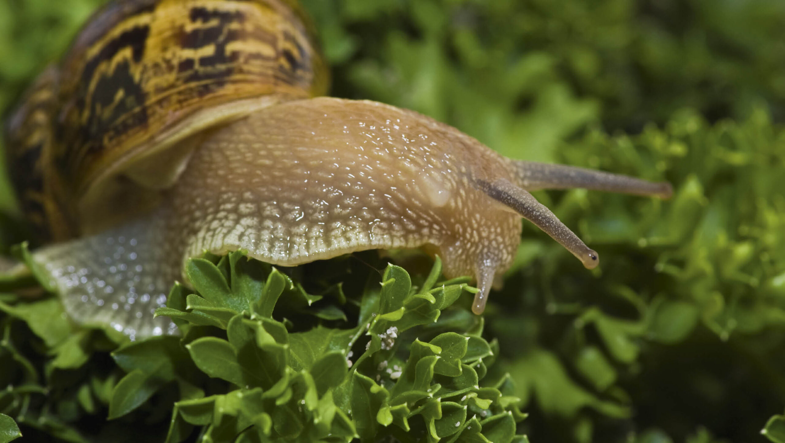 Stop those snails and slugs! - ABC Organic Gardener Magazine