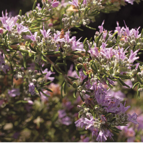 Rosemary - ABC Organic Gardener Magazine