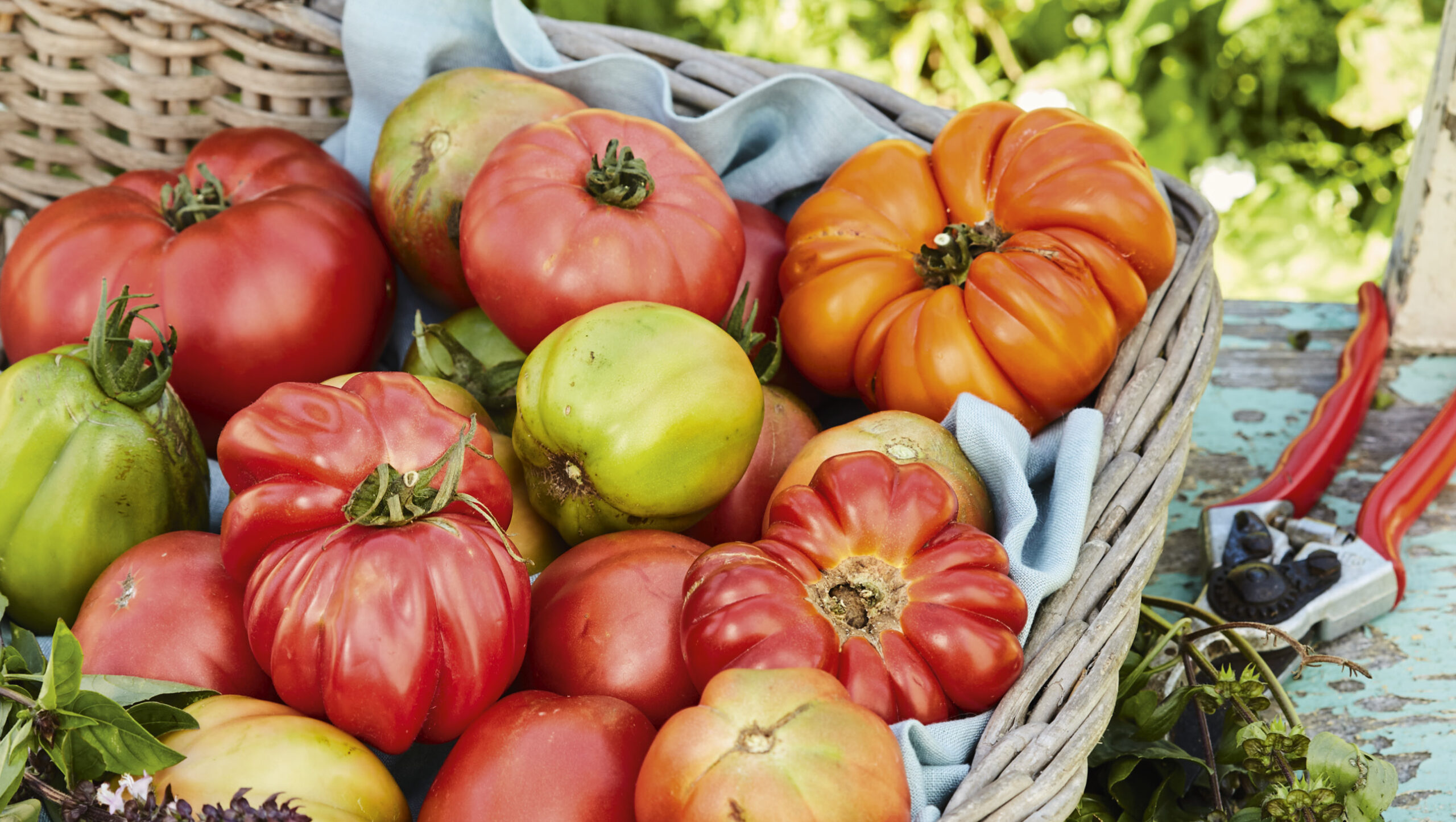 Tomato growing success - ABC Organic Gardener Magazine