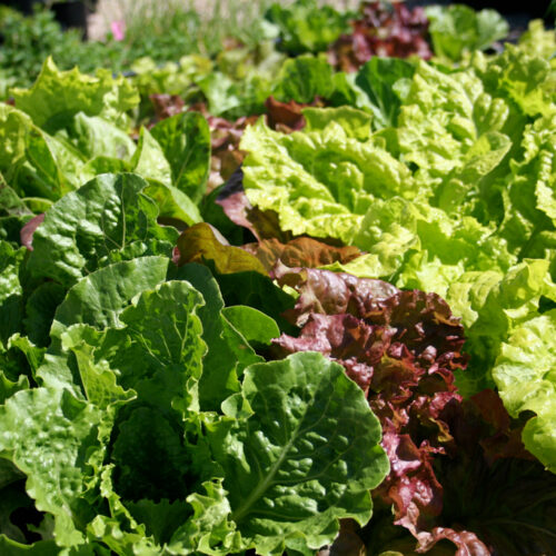 Lettuce - ABC Organic Gardener Magazine