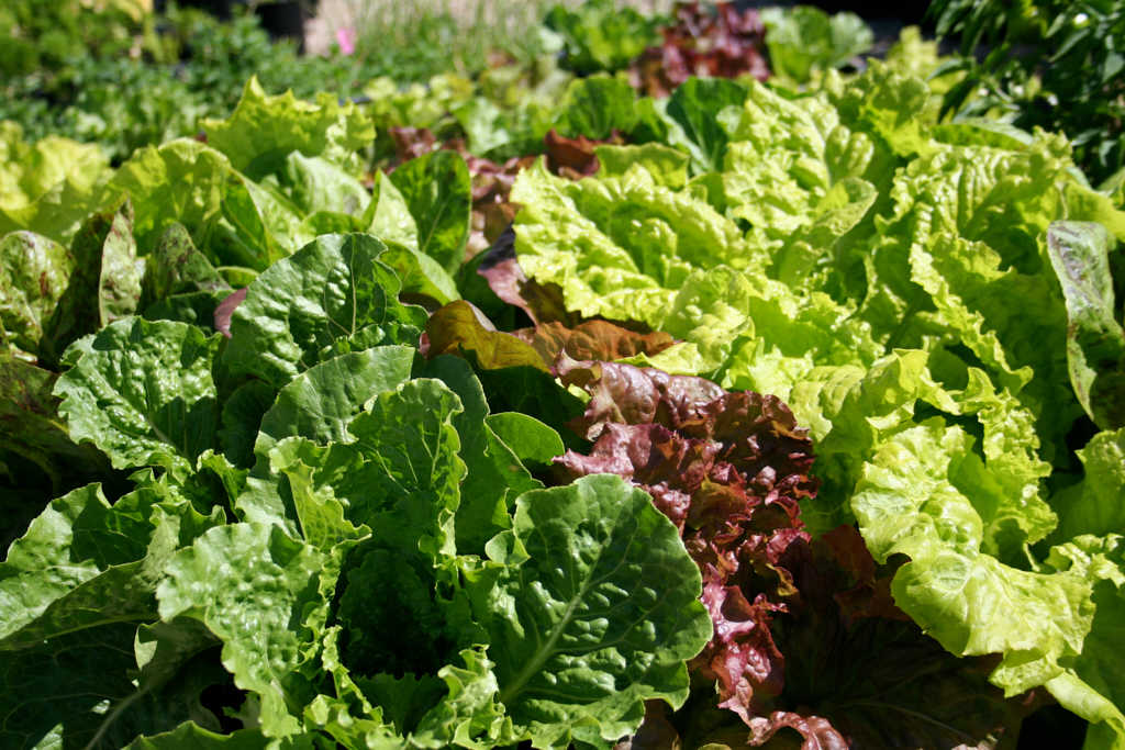 Lettuces all year round - ABC Organic Gardener Magazine