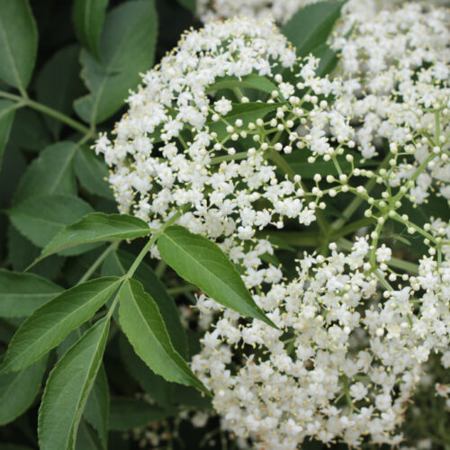 Flowers, shrubs & trees Archives - ABC Organic Gardener Magazine