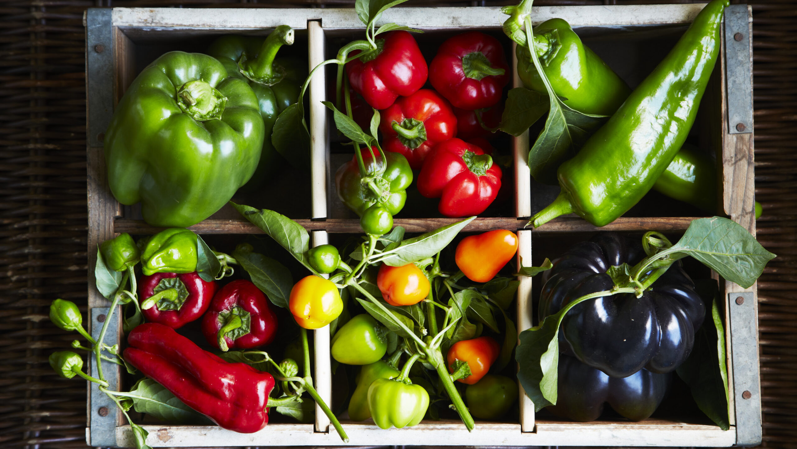 Growing colourful capsicum - ABC Organic Gardener Magazine
