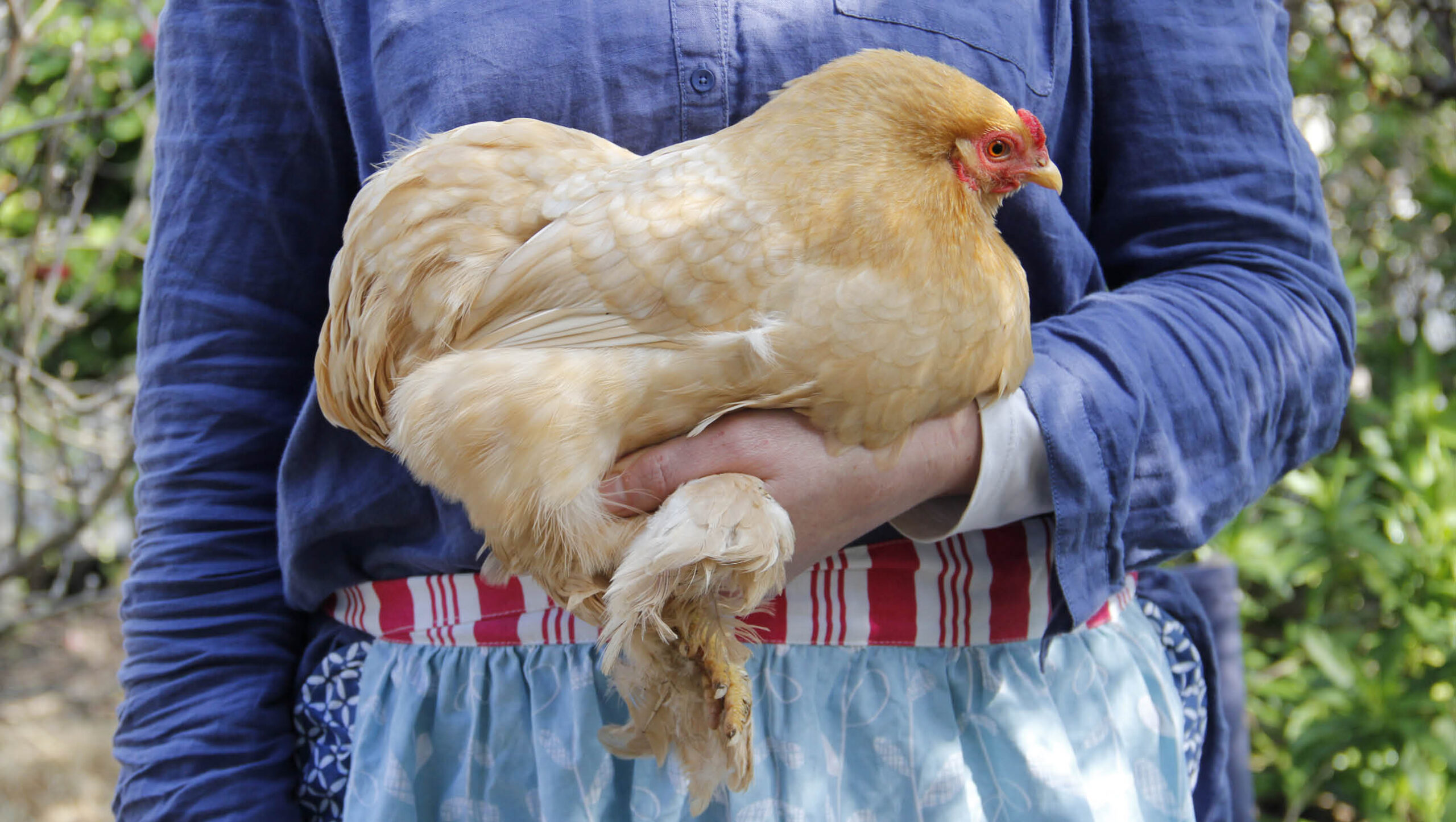How to hold a chook - ABC Organic Gardener Magazine