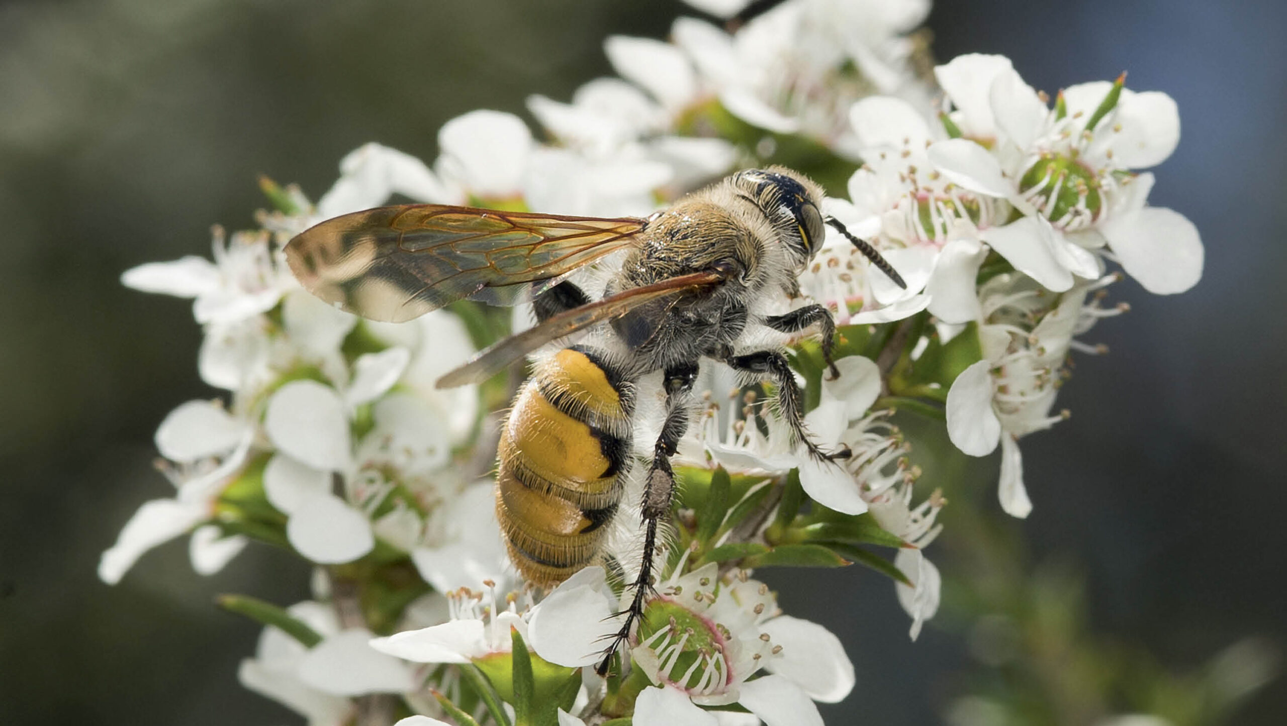 Encouraging good wasps in your garden - ABC Organic Gardener Magazine