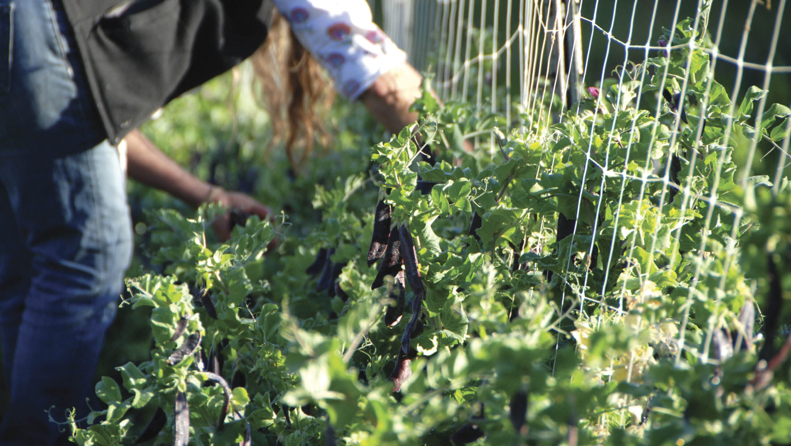 Saving seeds for our future - ABC Organic Gardener Magazine