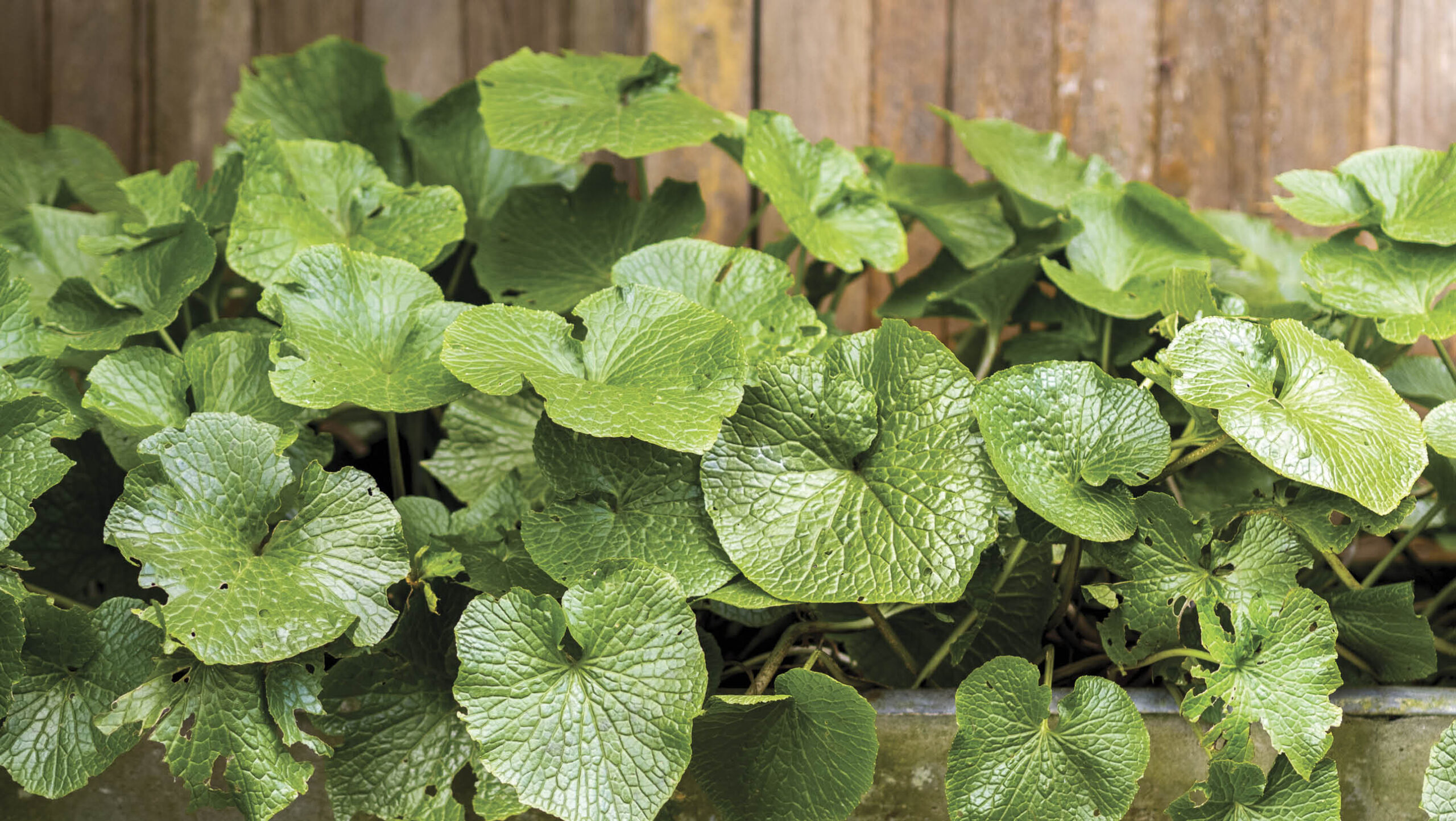Grow your own wasabi - ABC Organic Gardener Magazine