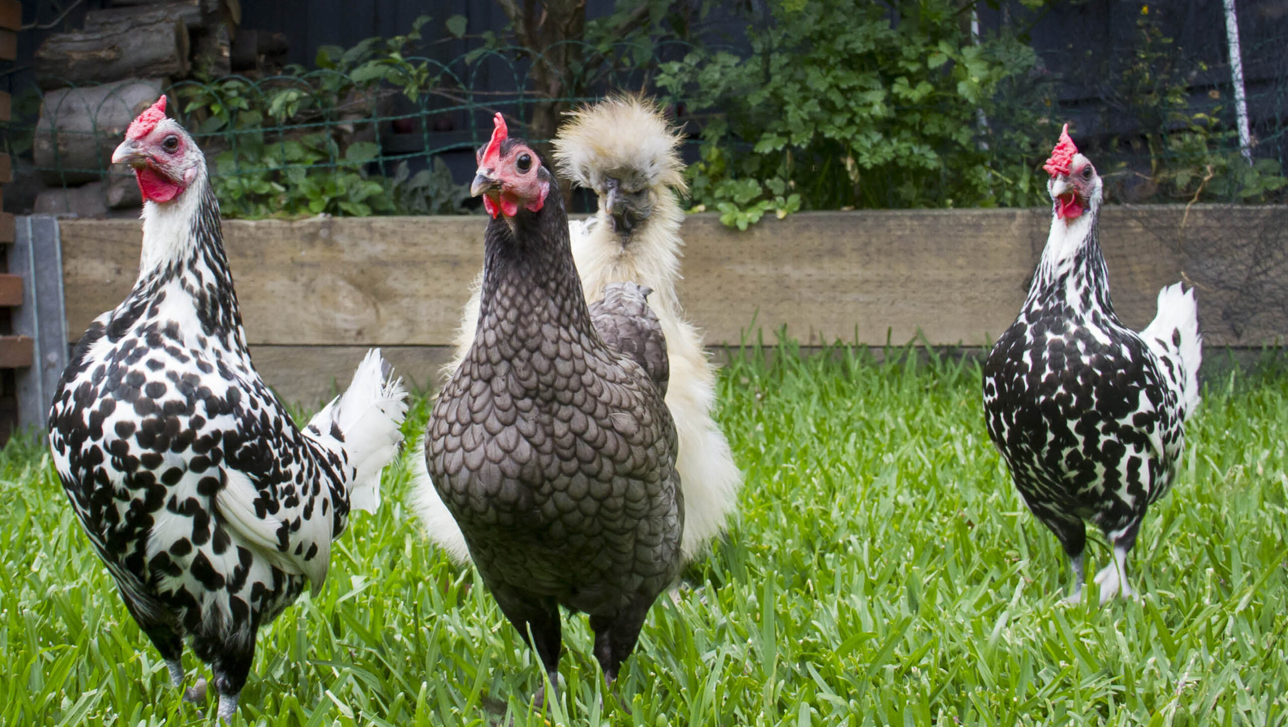 Fun names for chooks - ABC Organic Gardener Magazine