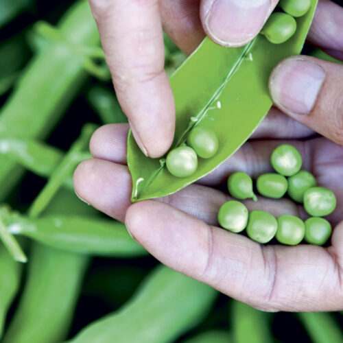 Snow peas - ABC Organic Gardener Magazine