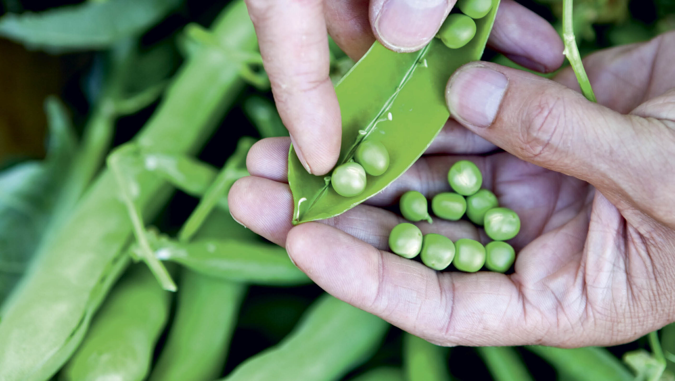 Planting peas from seed - ABC Organic Gardener Magazine