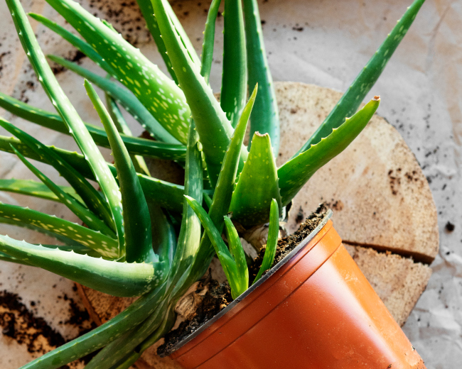 Grow your own aloe - ABC Organic Gardener Magazine