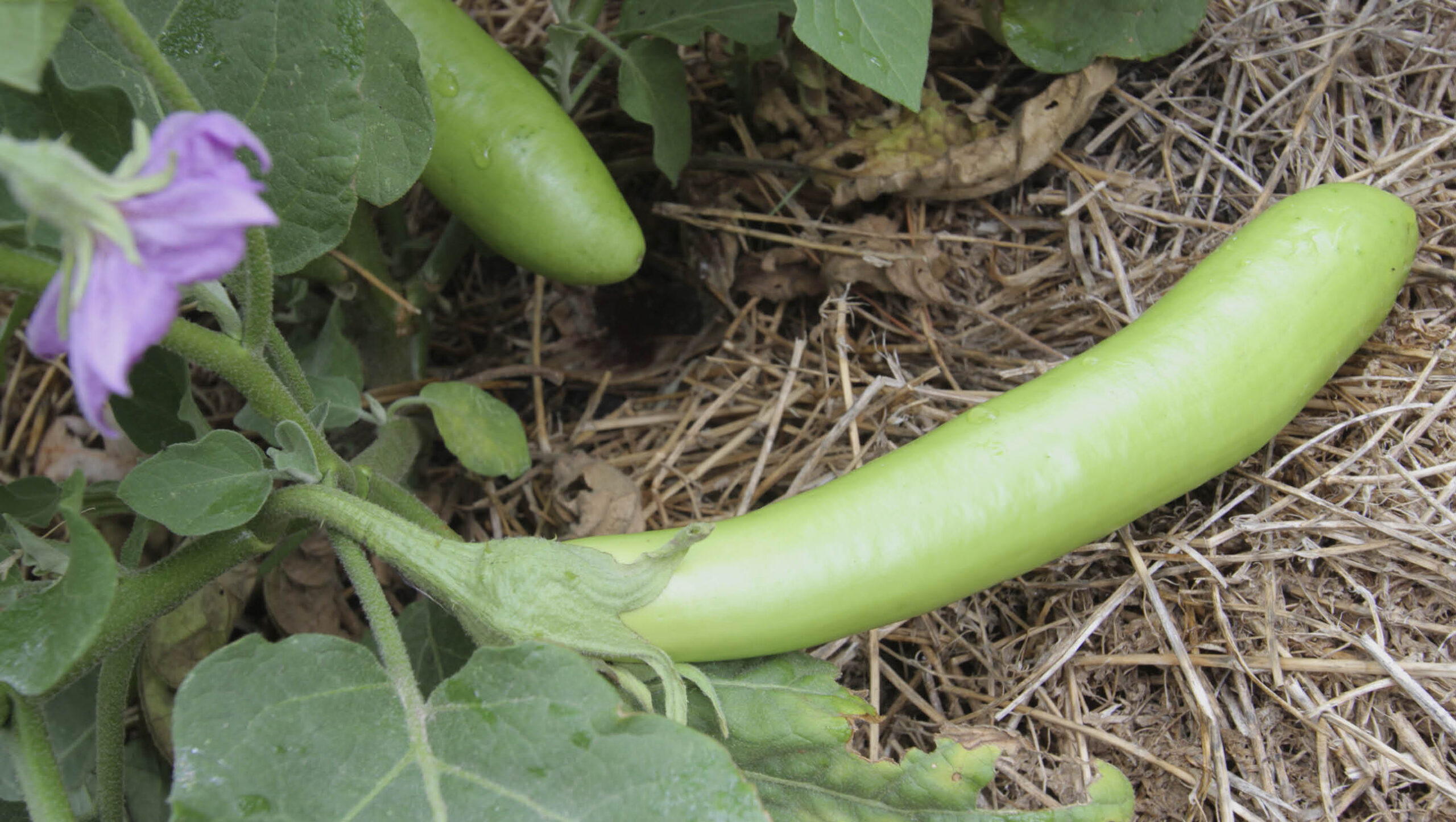 Three super-productive veg to plant now! - ABC Organic Gardener Magazine