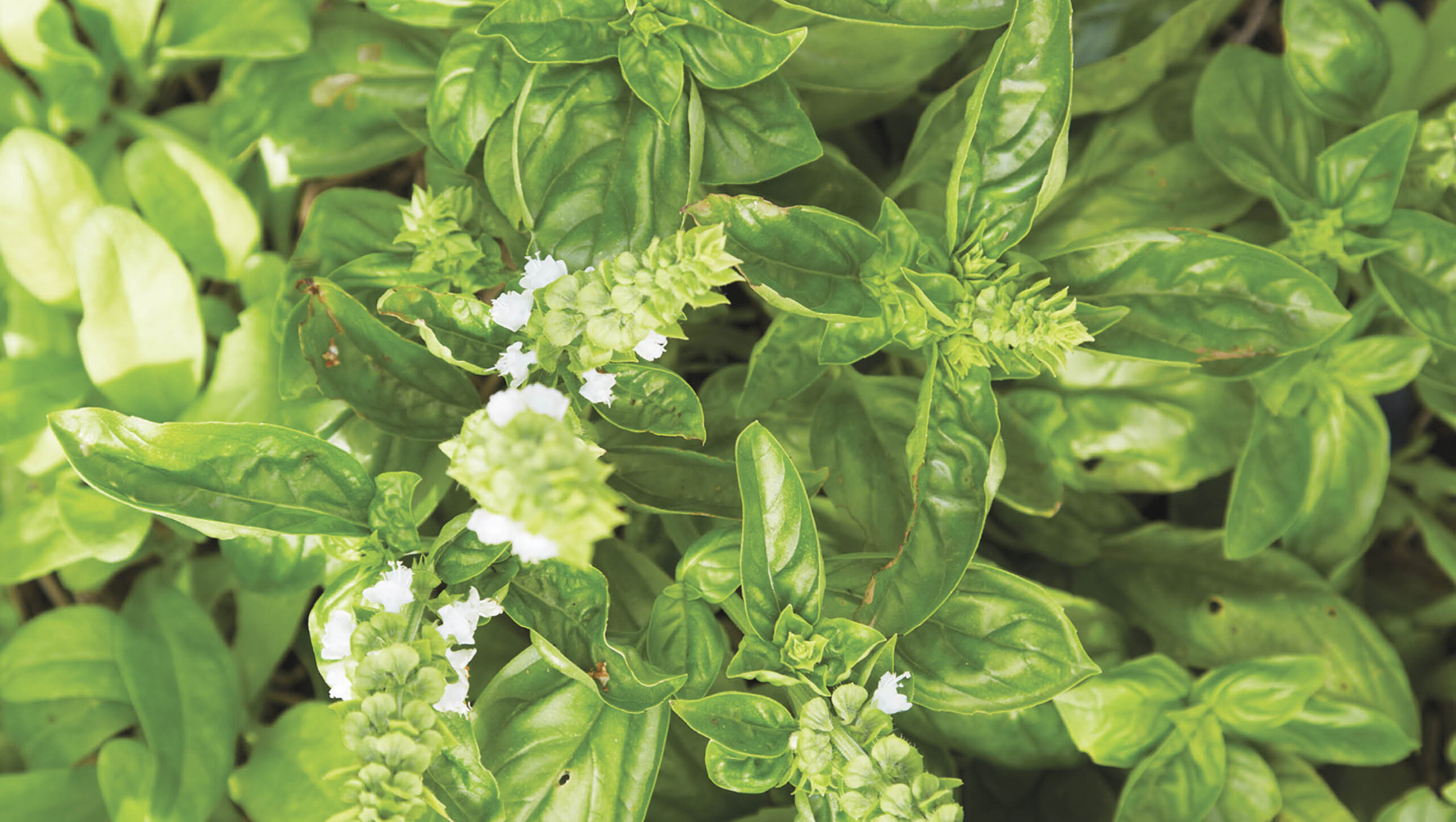 Make your own calming herbal tea - ABC Organic Gardener Magazine