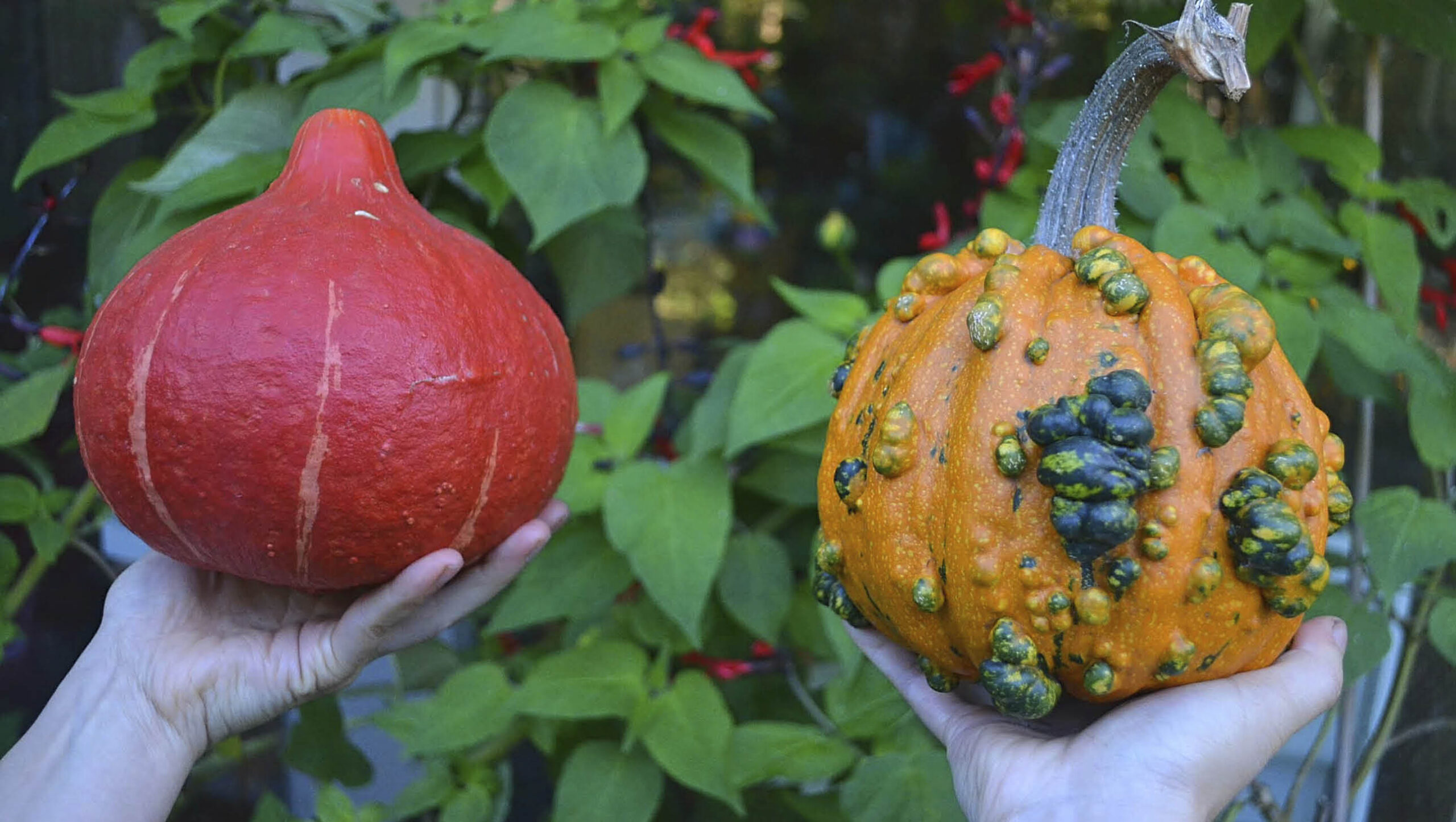 Pumpkins: the all-season survival food - ABC Organic Gardener Magazine