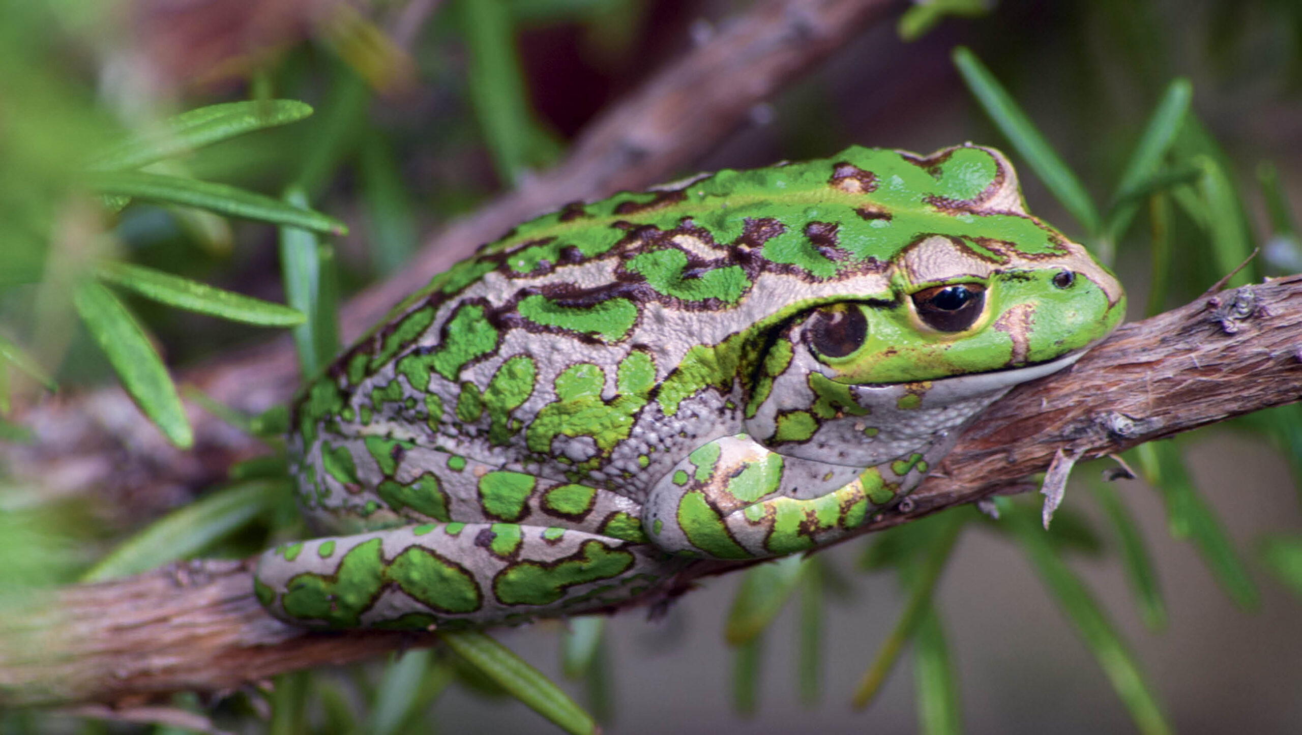 Become a citizen scientist - ABC Organic Gardener Magazine