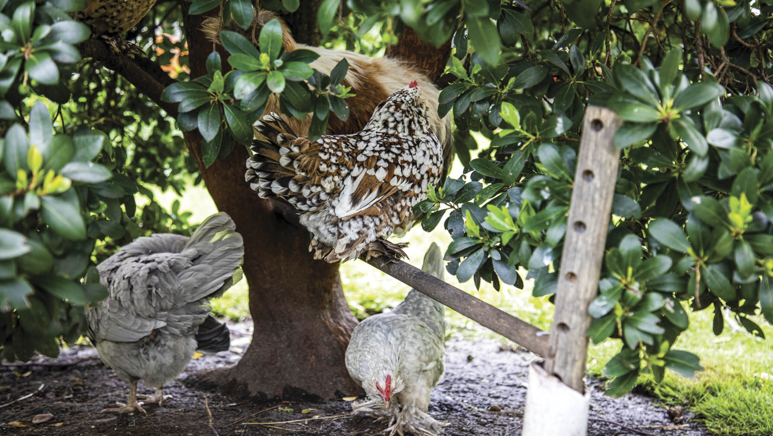 Getting started with chooks - ABC Organic Gardener Magazine
