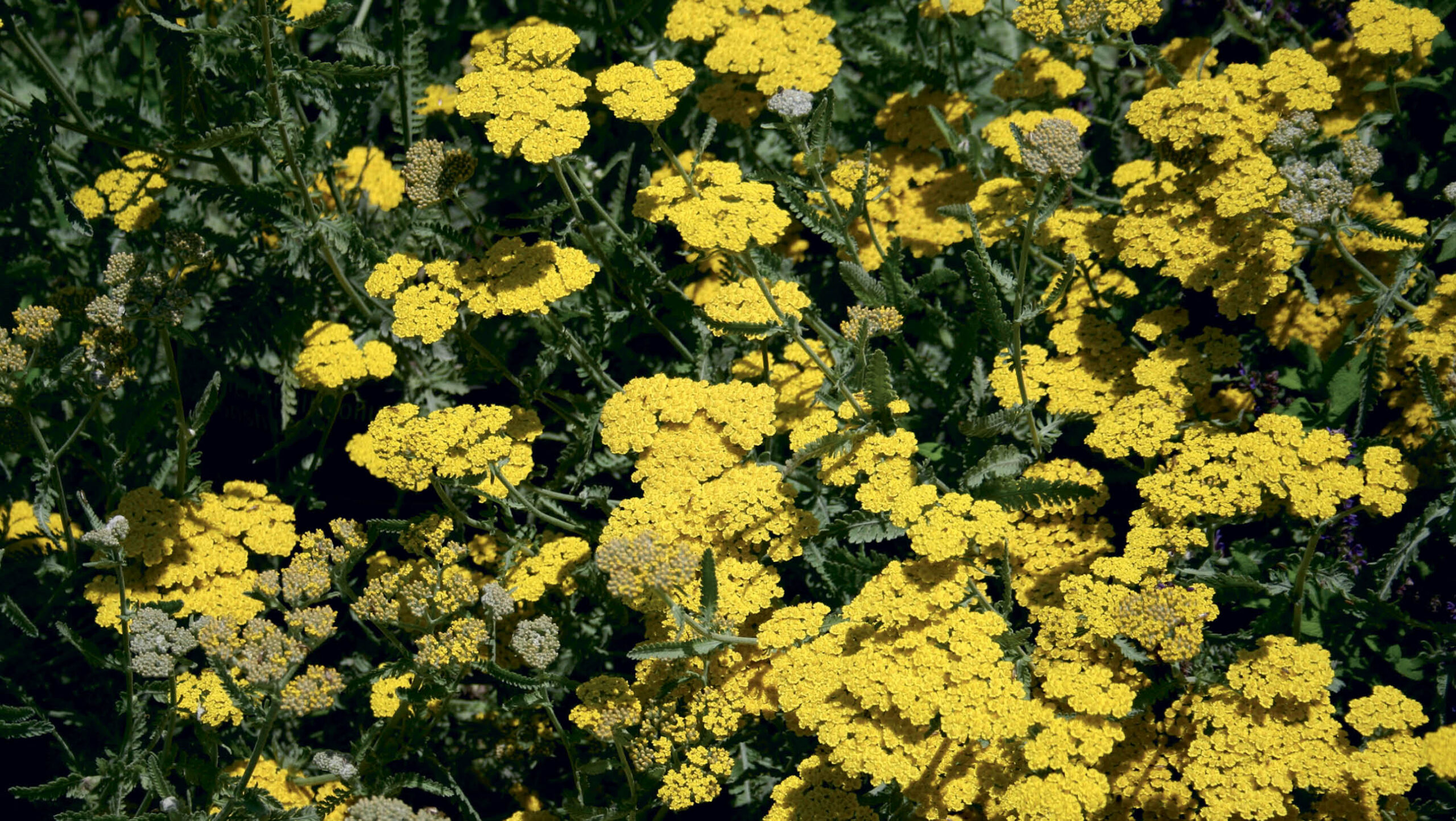 Drough-tolerant herbs - ABC Organic Gardener Magazine