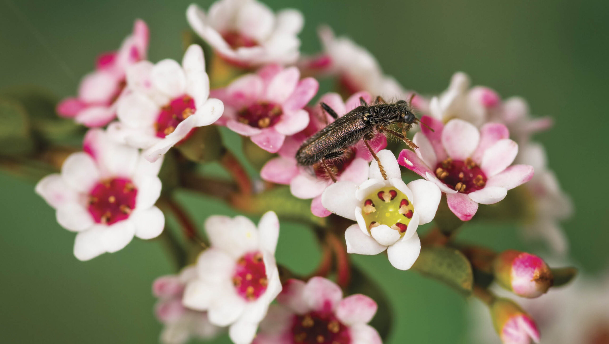 Beneficial insects in your garden - ABC Organic Gardener Magazine