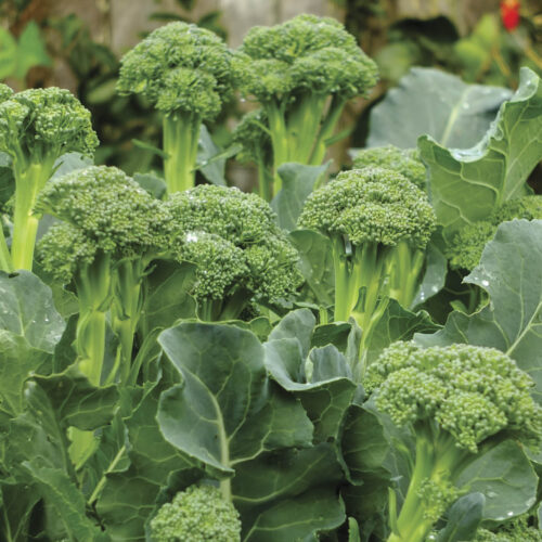 Growing rocket - ABC Organic Gardener Magazine