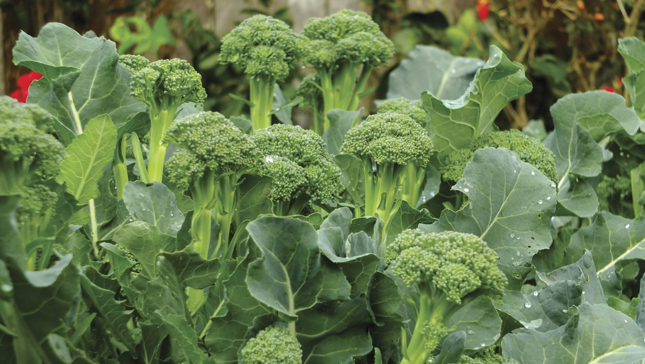 Grow your own organic broccoli - ABC Organic Gardener Magazine