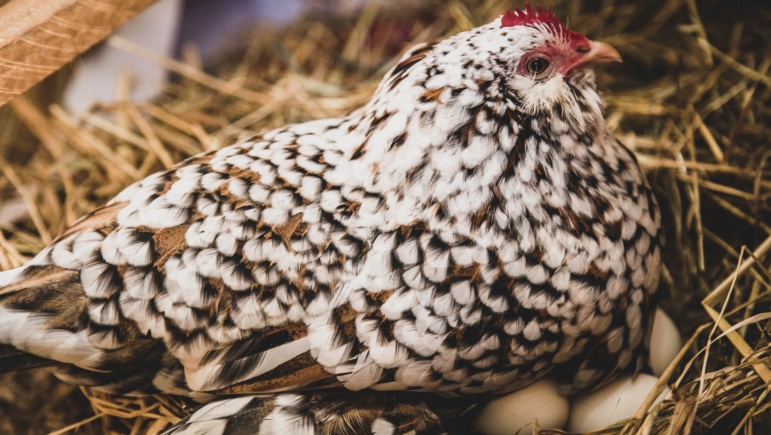 Bantams: the small space chook - ABC Organic Gardener Magazine