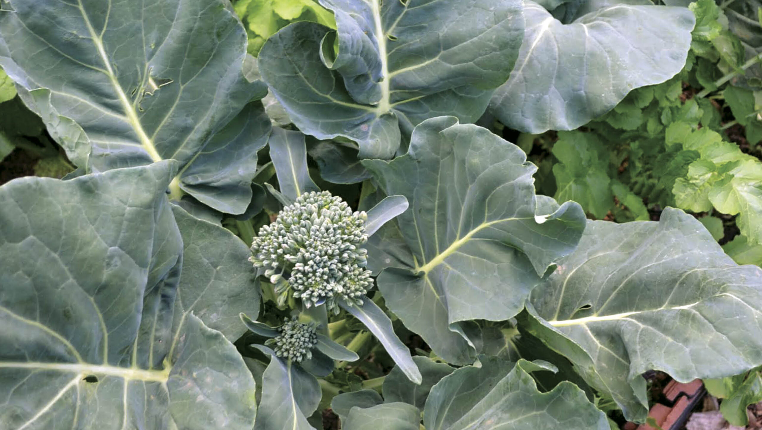 Expert tips for the best homegrown broccoli - ABC Organic Gardener Magazine