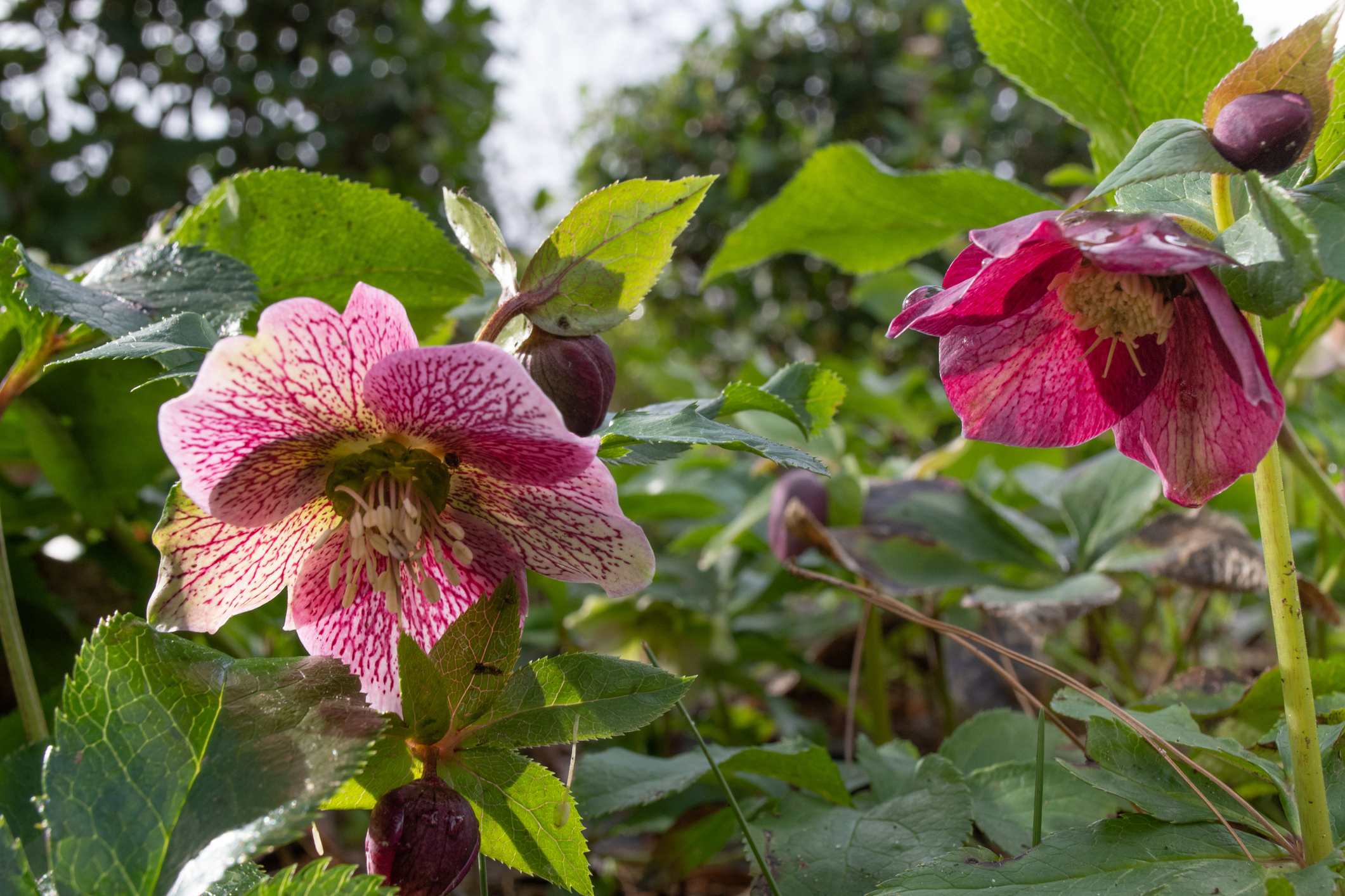 Tips for growing hellebores, also called winter roses - ABC Organic ...