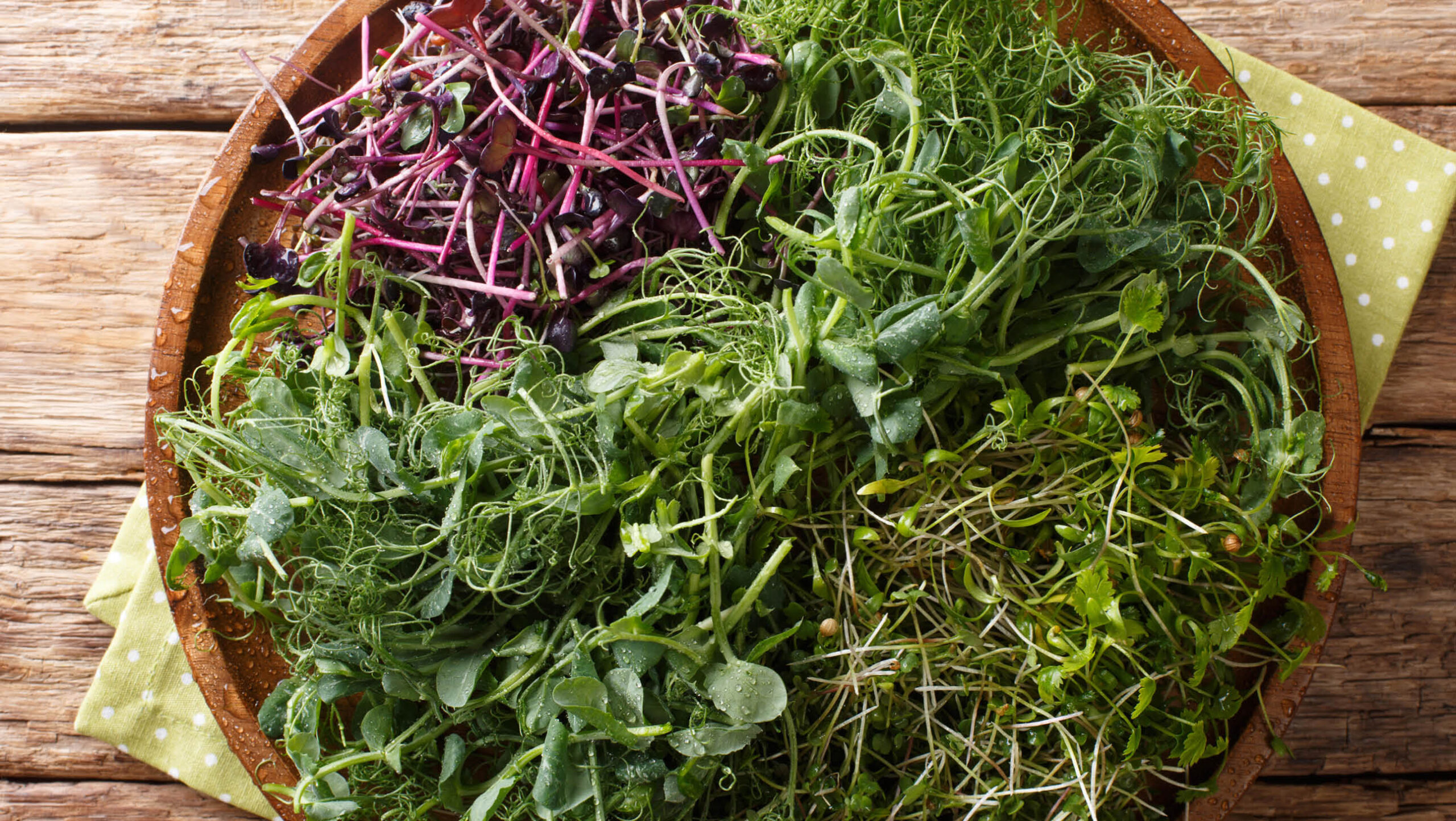 It's easy to grow sprouts and microgreens - ABC Organic Gardener Magazine