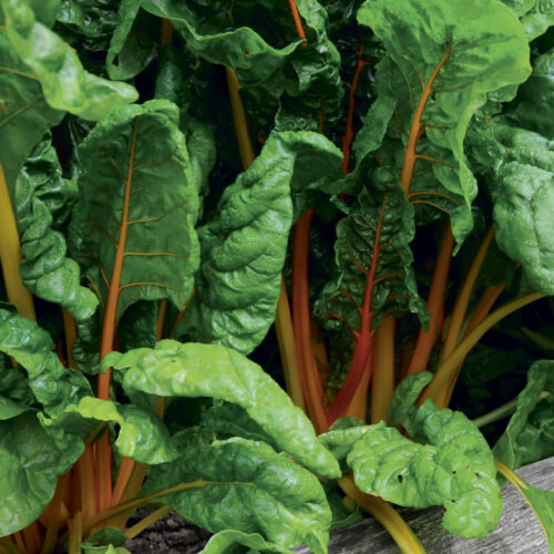 How to grow silverbeet - ABC Organic Gardener Magazine